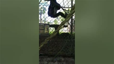 අනේ බලන්න එයා කන්න ඉල්ලන විදිහ 🥺🥺🥺 Youtube