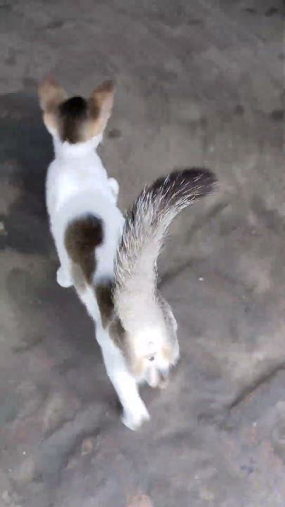 Hangri Cat 😺 Youtube