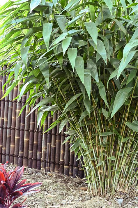 Thysanolaena Latifolia Tiger Grass Bamboo Land Nursery Qld Australia