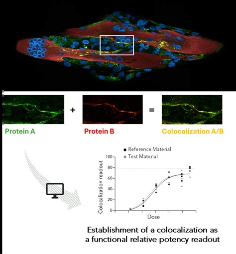 Functional Potency Assays For Batch Release
