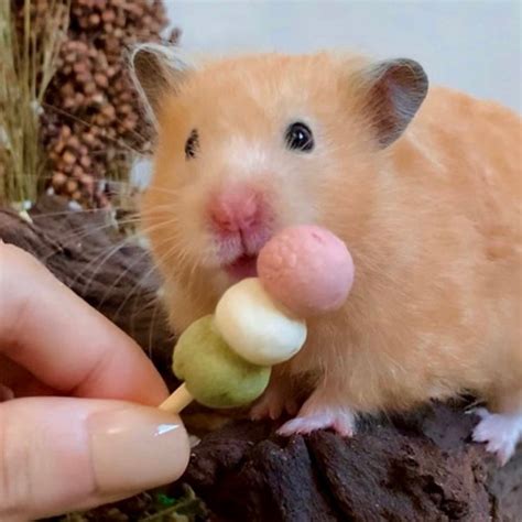 Mini Dango Taffys