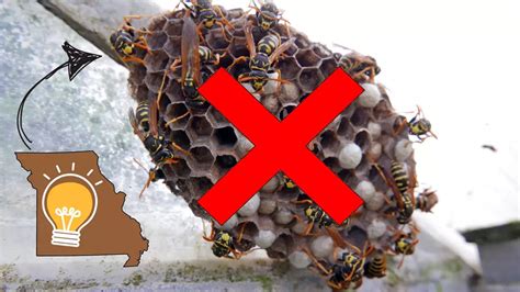 Deadliest Creature On Earth Is Back With A Vengeance In Missouri