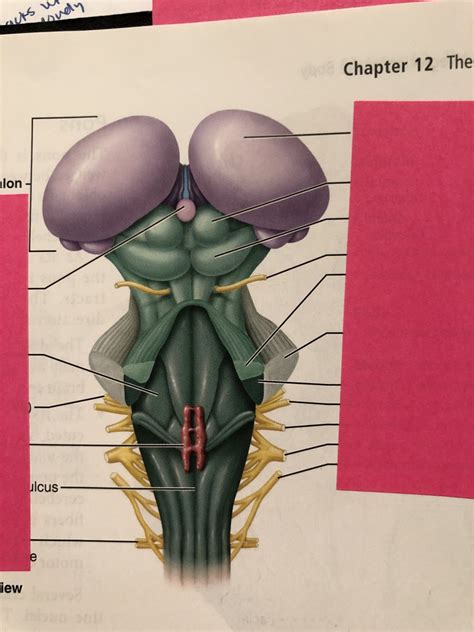 Midbrain And Stem Diagram Quizlet