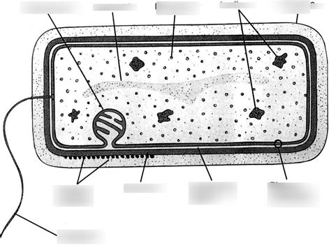 Diagram Of Bacterial Structure Quizlet