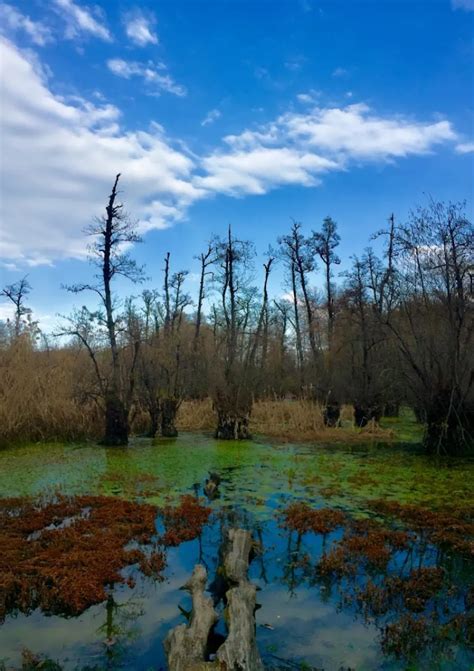 مرداب قادیکلای قائمشهر؛ جایی که طبیعت و افسانه‌ها به هم می‌رسند مجله علی بابا