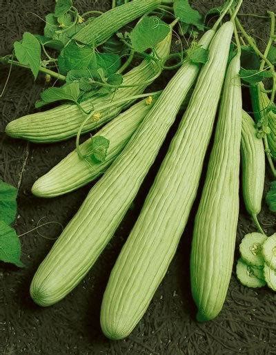 Cucumber Armenian Yard Long Cucumber