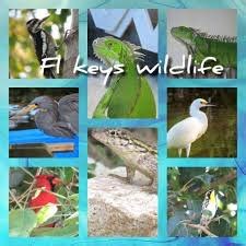 The Abundant Wildlife Of The Florida Keys A Biodiversity Hotspot