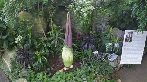 Amorphophallus Titanum Bloom