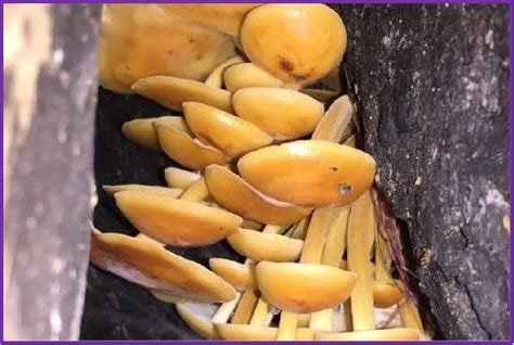 Icg20005 Flammulina Filiformis Internal Control Genes Database Icg