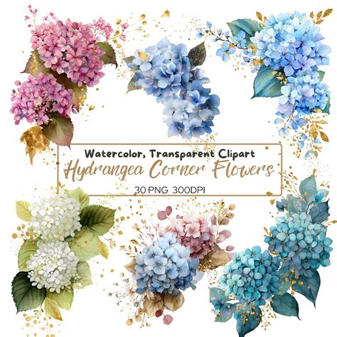 30 Png Hydrangea Watercolor Corner Border Flowers Clip Arts 300 Dpi