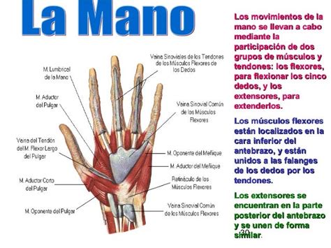 Imagenes De Los Huesos De La Mano Resultado De Imagen Para Huesos De