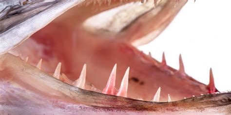 Does A Fish Have Teeth Updated On 2025