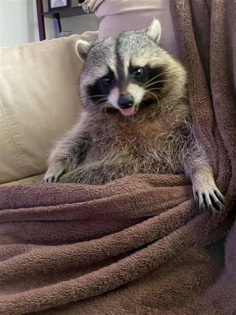 너굴쨩 On Twitter 첫째 연상 남자랑 술 마시지 않는다 둘째 술 먹고 남자와 스킨십 하지 않는다 셋째 미친 척 하고