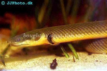A Profile Of Ropefish Erpetoichthys Calabaricus