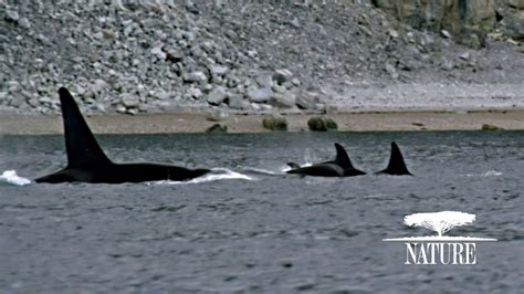 Killer Whales Attack Pod Of Narwhal Nature On Pbs Youtube