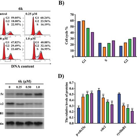 Effect Of 6k On Cell Cycle Progression Hepg2 Cells Were Treated With
