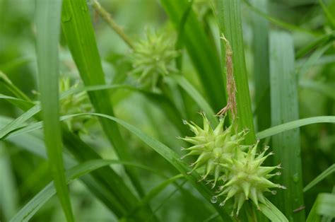 Carex Grayi Invasive