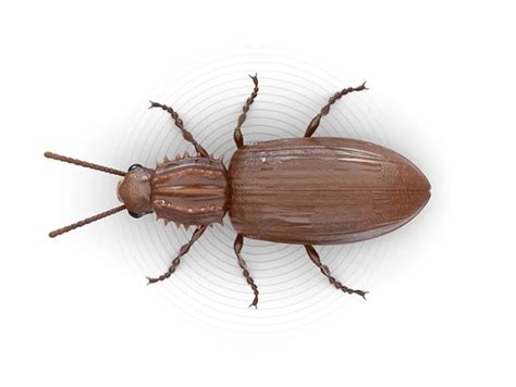 How To Get Rid Of Pantry Beetles Raid Bug Basics Expert Help