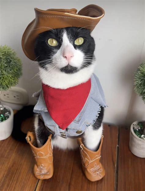 Pin By Joanne Mustacchio On Cats And Kitties Pet Halloween Costumes