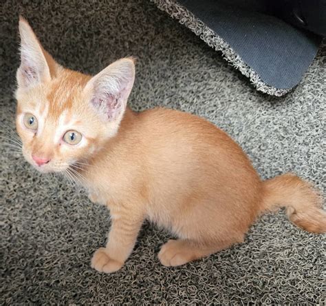 Domestic Short Hair Kitten For Adoption 1 Year 6 Months Whiskers