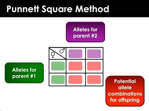 Genetics Heredity Ppt On Mendel Genes Alleles Punnett Squares Crosses And Dna