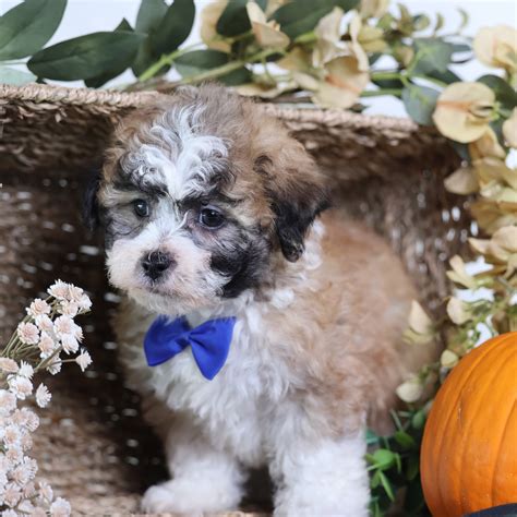 Shichon Zuchon Puppies In Pa Paw Tale Puppies Vet Report