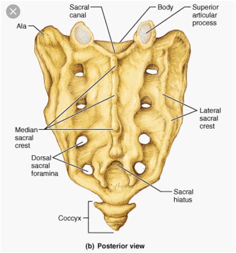 Posterior Sacrum Anatomy