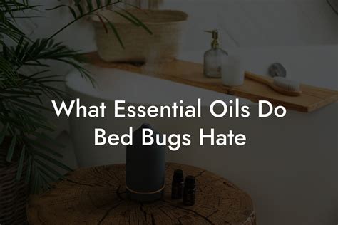 What Essential Oils Do Bed Bugs Hate Oshu Artisan Essential Oils