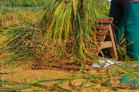 Foto Stock The Process Of Separating The Rice Seeds From The Stalks In