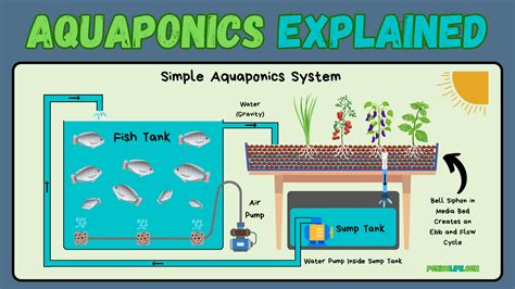 Basic Aquaponics System