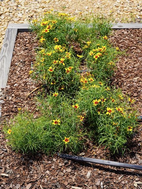 Coreopsis Designer Threads™ ‘golden Needles Truck Crops Trial Garden