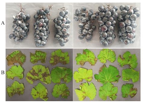 Effects Of A Mixture Of Brevibacillus Brevis With Other Bacillus Sp