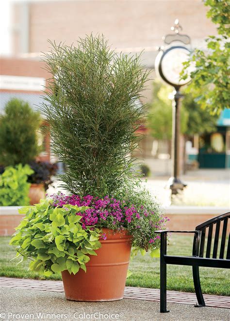 Fine Line® Buckthorn Rhamnus Frangula Shrubs Foliage Easy Care Plants
