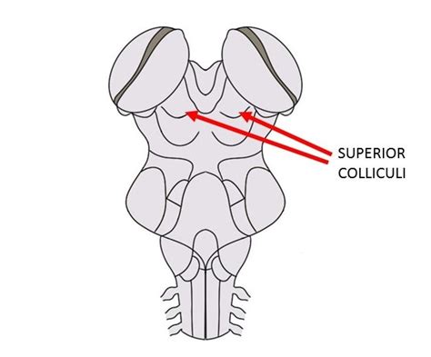 Know Your Brain Superior Colliculus