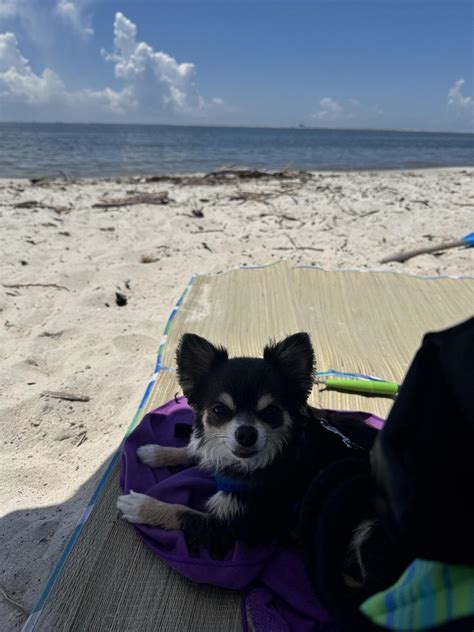 Dauphin Island Beach