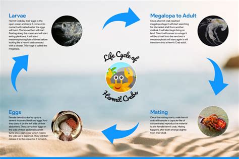 Life Cycle Of A Hermit Crab Things You Must Know As A Iltxst