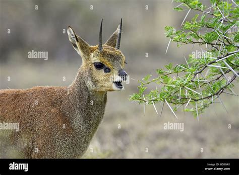 Male Klipspringer Oreotragus Oreotragus Eating Karoo National Park South Africa Africa