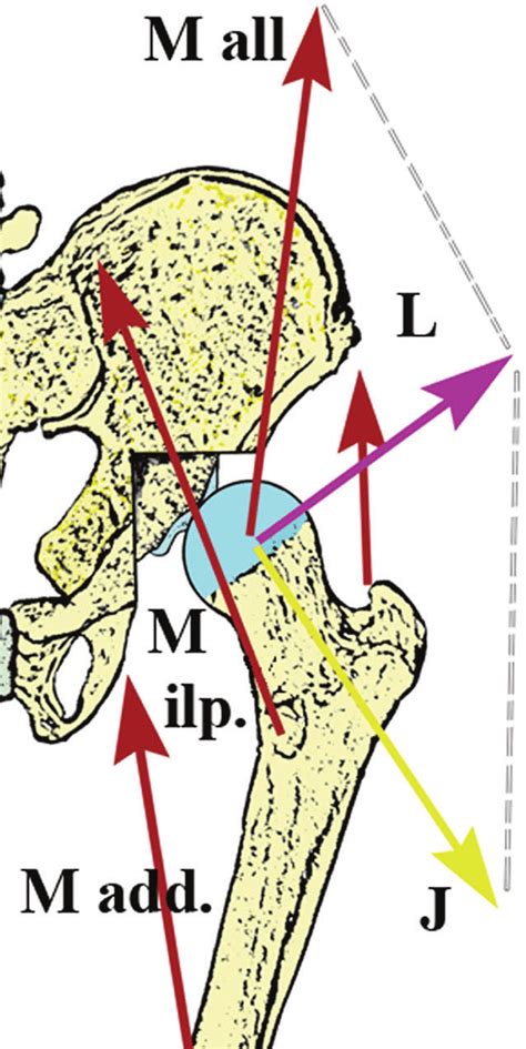 A In Normal Hips In Any Position Hip Joint Reaction Force J Is