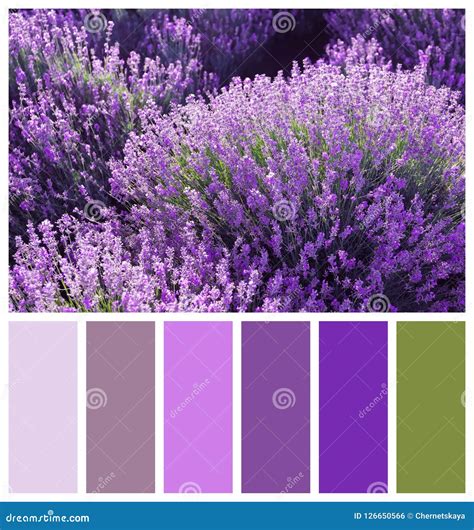 Lavanda Floreciente Hermosa En Campo Paleta De Colores Natural Para El