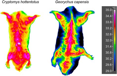 An Example Of Thermogram Showing The Differences In Surface Temperature