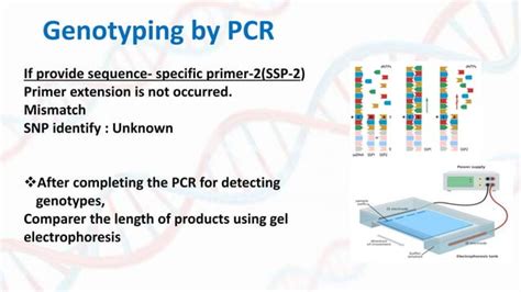 Genotyping With Pcr Pptx Chemistry Science