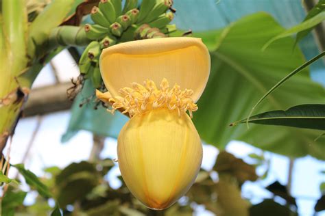 საქართველოს ეროვნული ბოტანიკური ბაღი