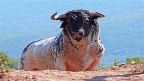 Youtube Toros De Lidia Toros De Lidia Ubjydp