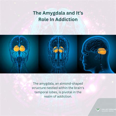 Damage To The Amygdala Functions Symptoms Avkiu
