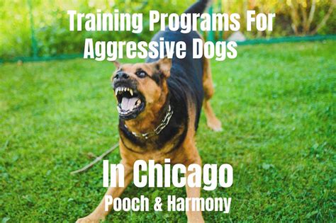 Can A Aggressive Dog Be Trained