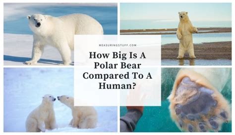 How Big Is A Polar Bear Compared To A Human Measuring Stuff