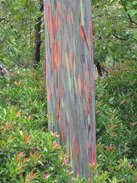 Rainbow Eucalyptus Tree Forest