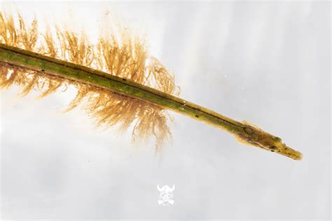 Eelgrass Transplantation In Denmark Underwaterambassador