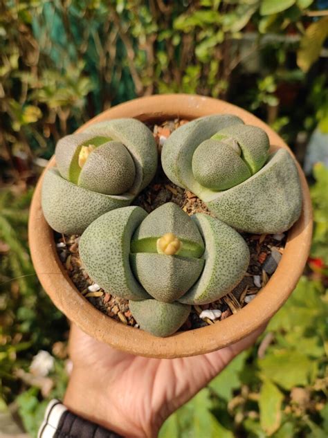 The Split Rock Succulent Info How To Plant And Grow Pleiospilos Nelii Citycacti
