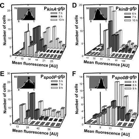 Heterogeneous Expression Of The Main Phosphorelay Components And Sigh